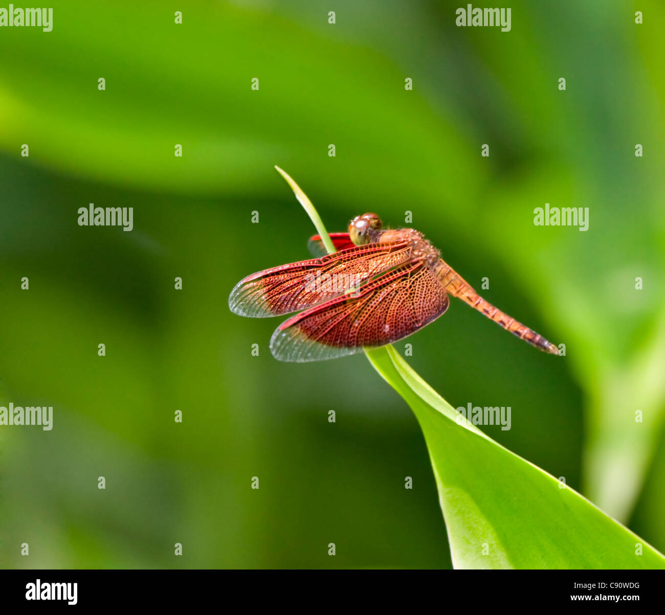 Neurothemis hi-res stock photography and images - Alamy