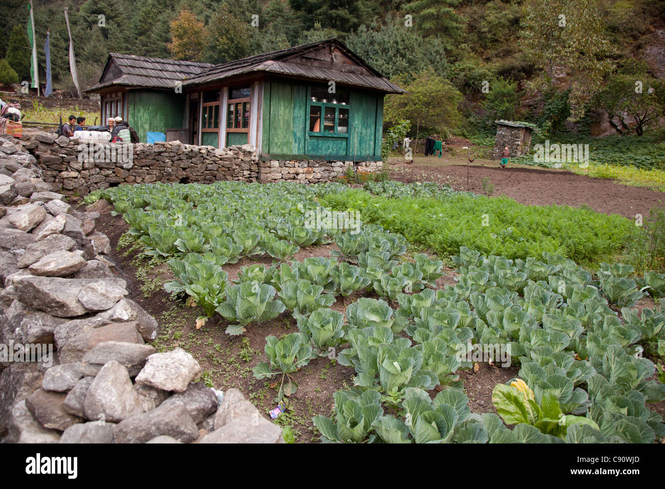 Small vegetable farm, Dhud Khosi Valley, Sagarmatha National Park ...
