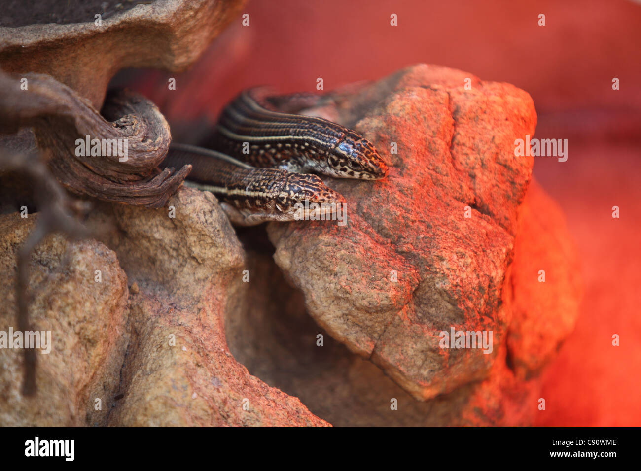 Giant lizards High Resolution Stock Photography and Images - Alamy