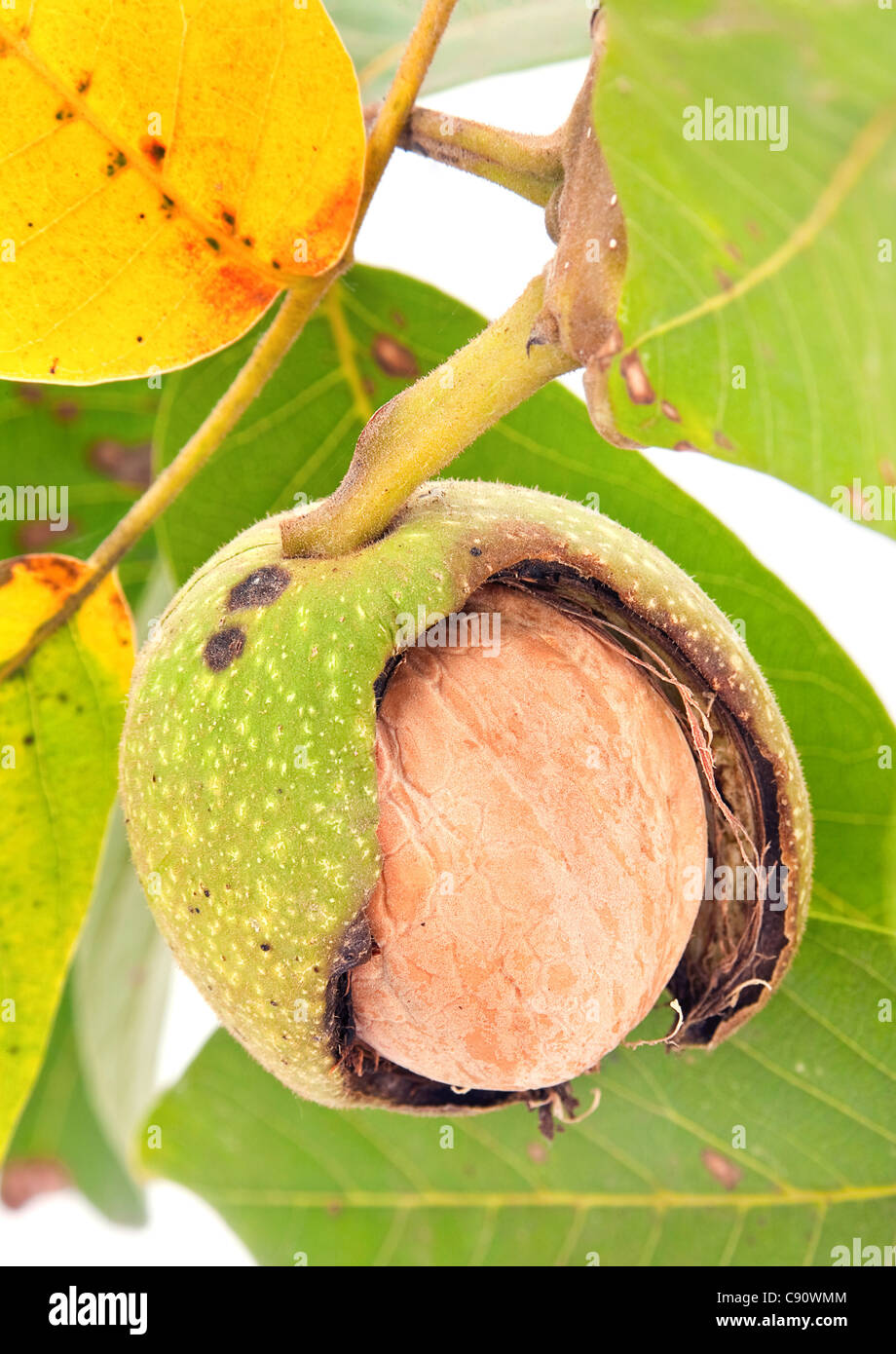 Walnut Tree Leaf Stock Photos & Walnut Tree Leaf Stock Images - Alamy