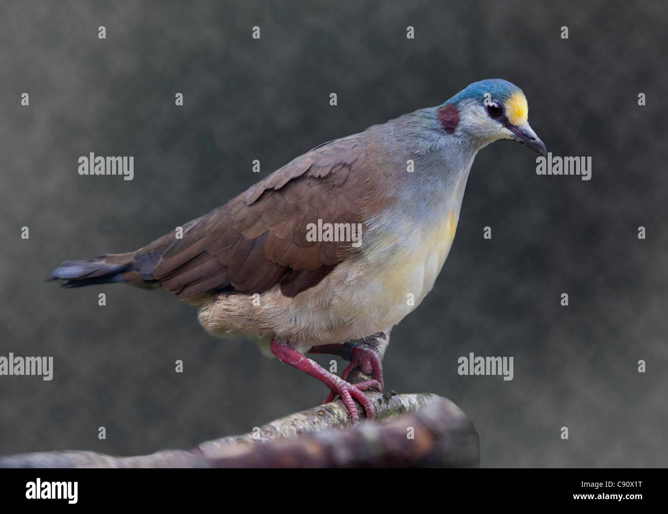 Gallicolumba tristigmata hi-res stock photography and images - Alamy