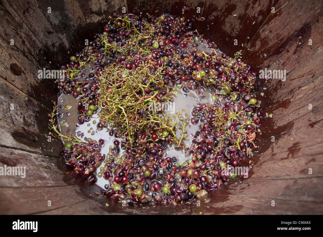 Pressed grapes during grape harvest festival Binissalem Mallorca ...