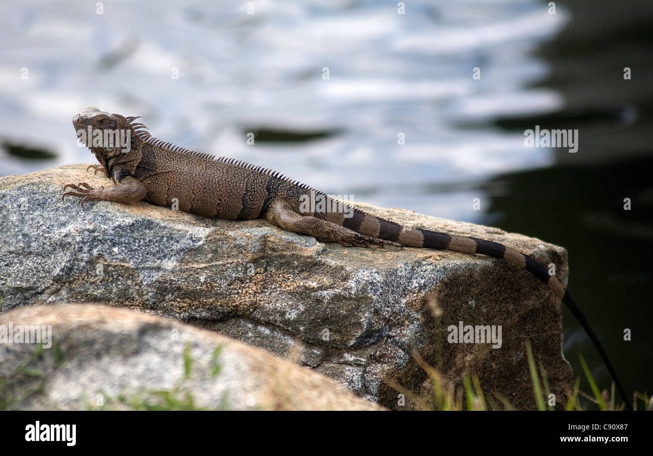 Aruba lizard hi-res stock photography and images - Alamy