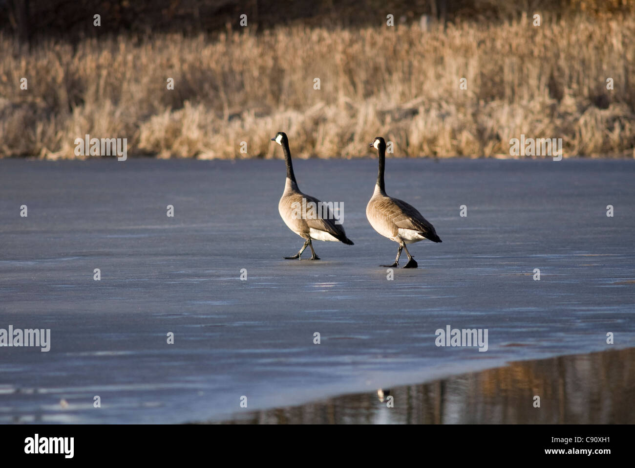 Canada geese pond hi-res stock photography and images - Alamy