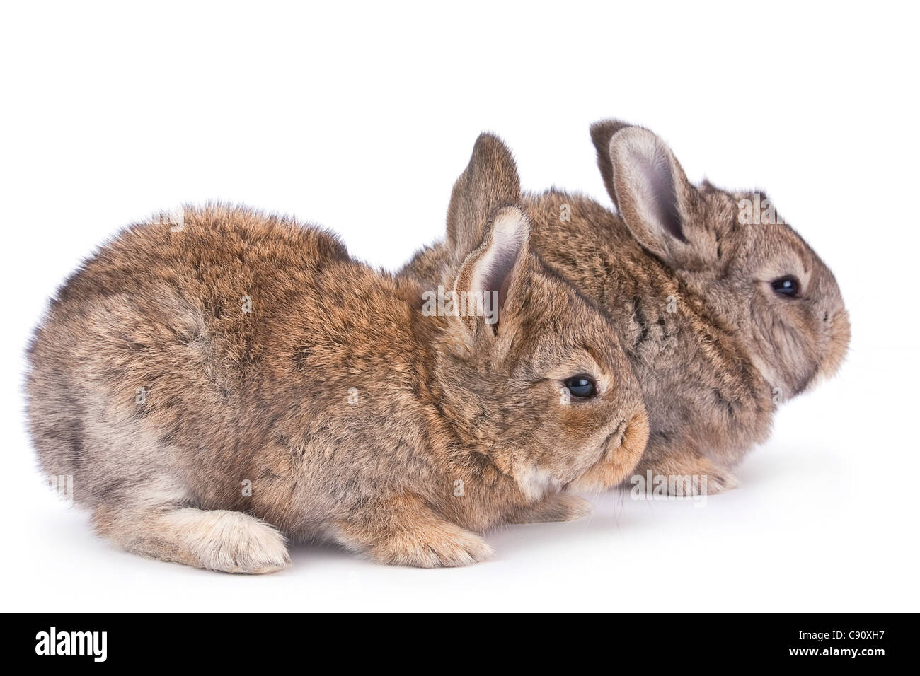 Baby rabbit farm animal closeup on white background Stock Photo - Alamy