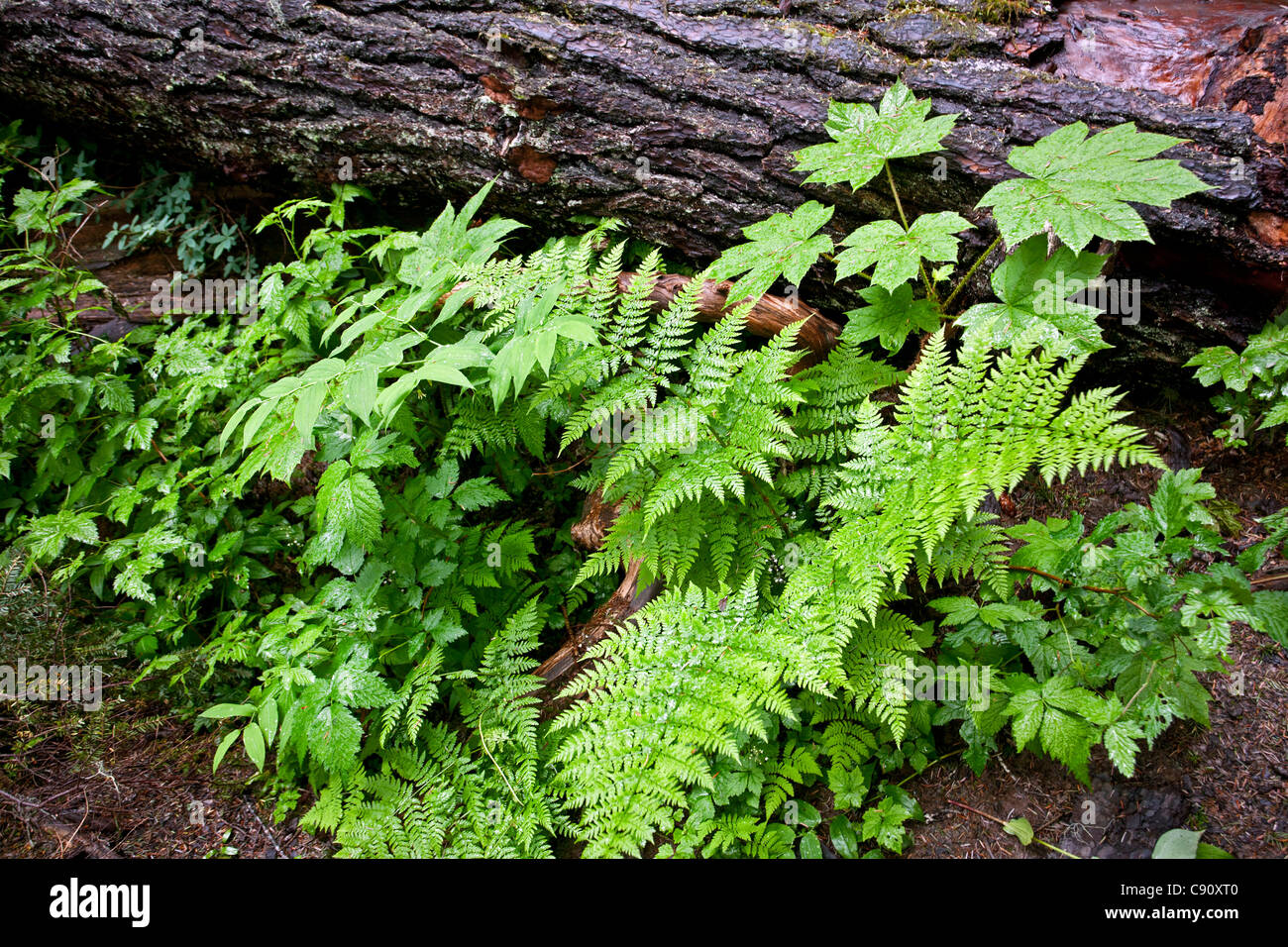 Rainforest alaska hi-res stock photography and images - Alamy