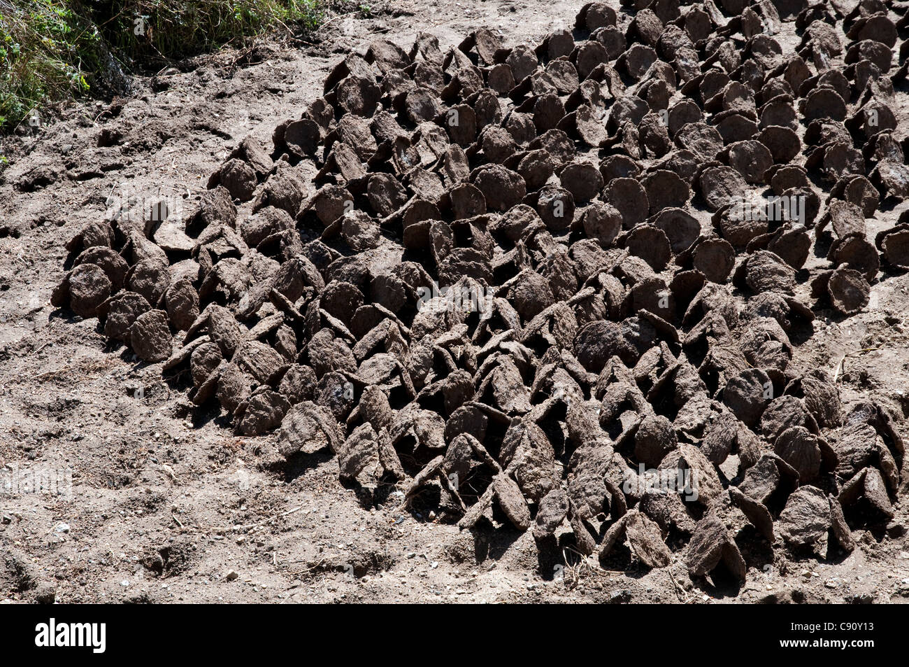 Yak dung is dried and used as fuel throughout the mountain regions ...