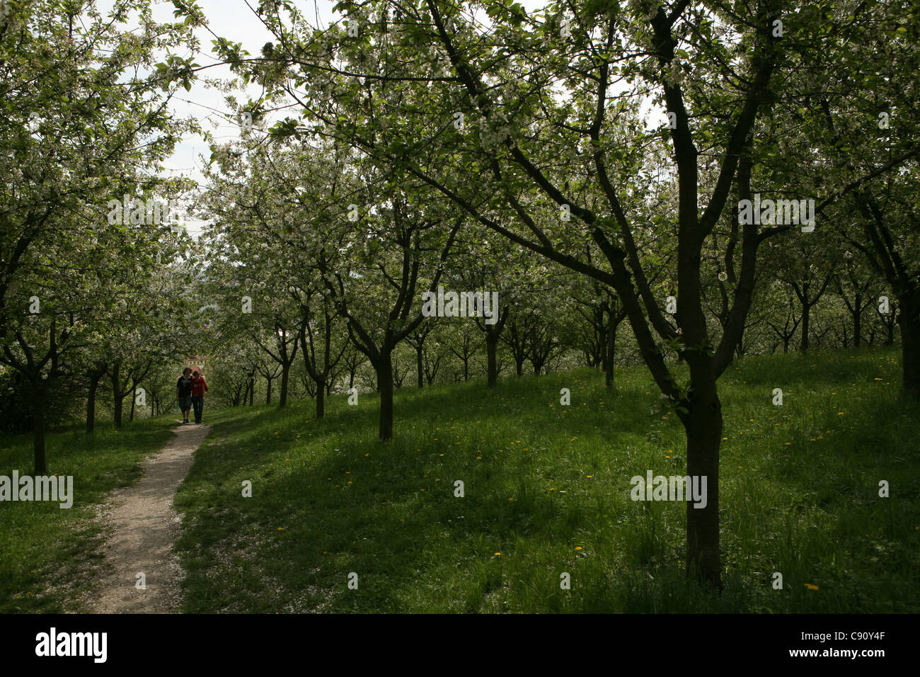 Woman walking under apple trees hi-res stock photography and images - Alamy