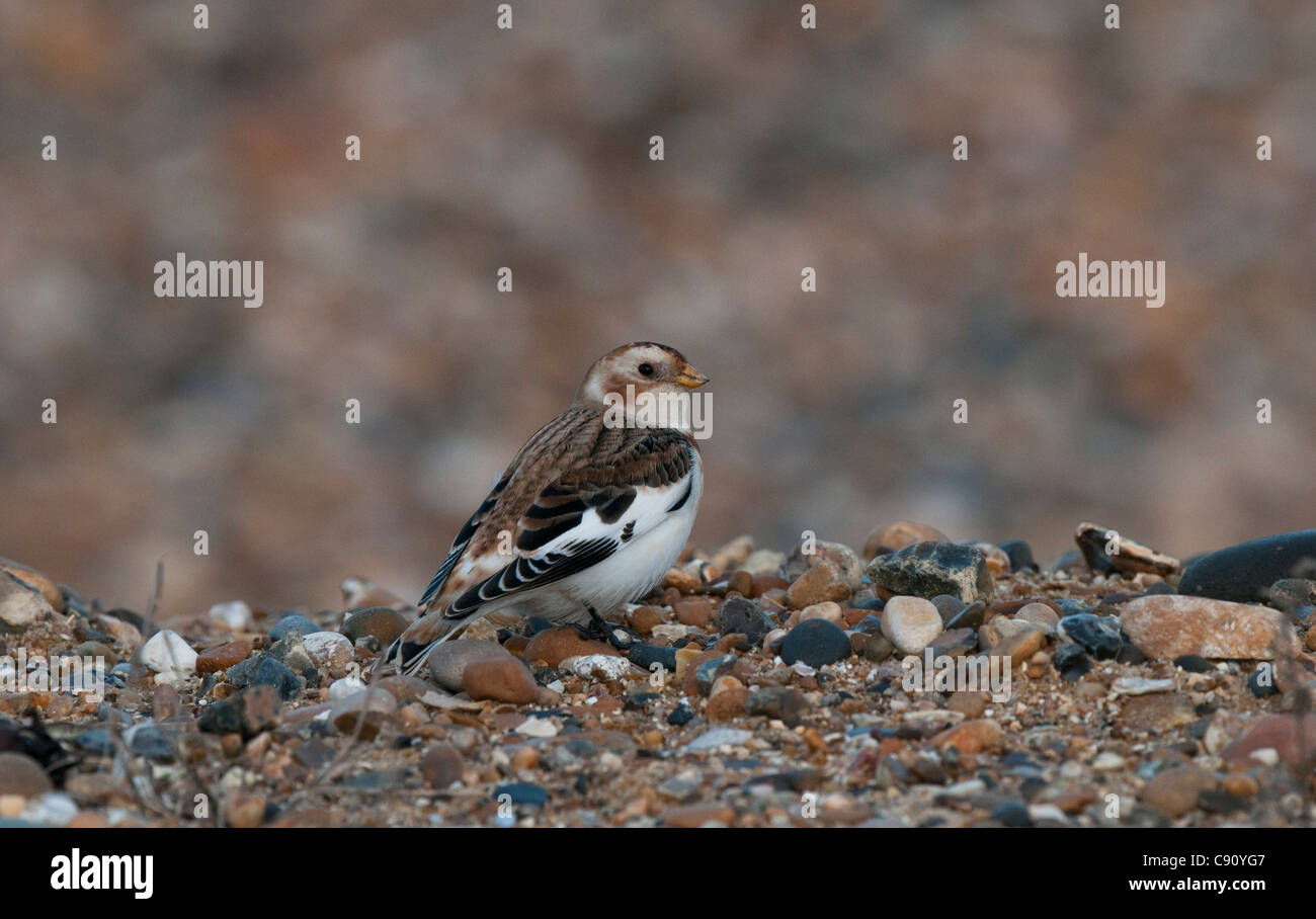 Changing plumage hi-res stock photography and images - Alamy