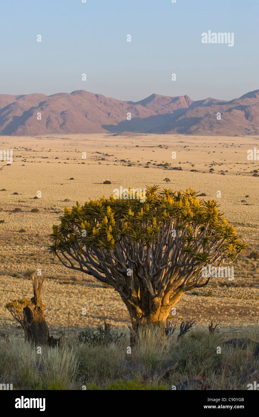 The quiver tree hi-res stock photography and images - Alamy