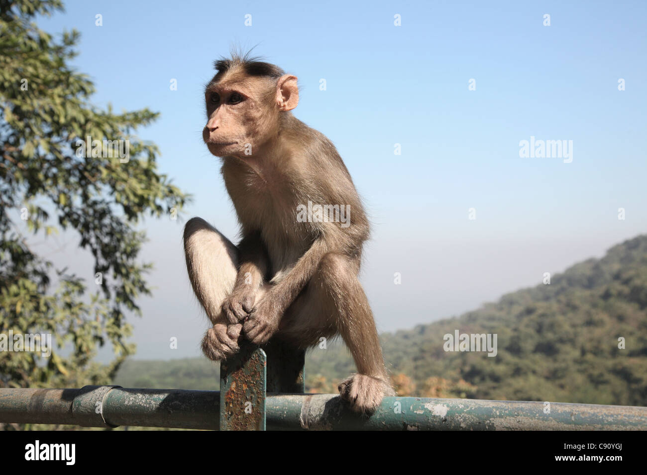 Wild monkeys tend to roam all the major cities in India and scavenge ...