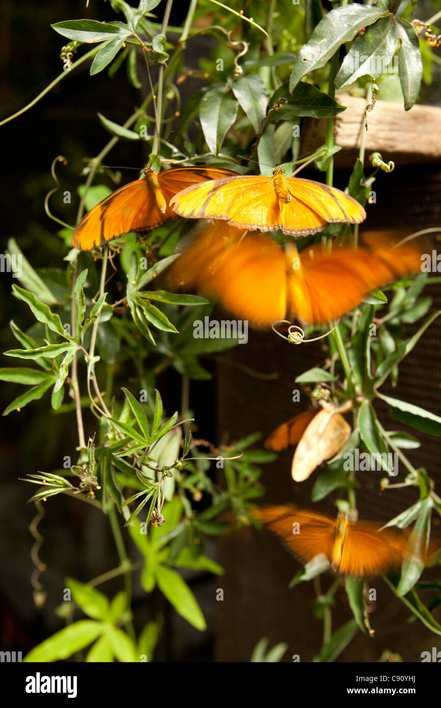 Orange flying insect hi-res stock photography and images - Alamy