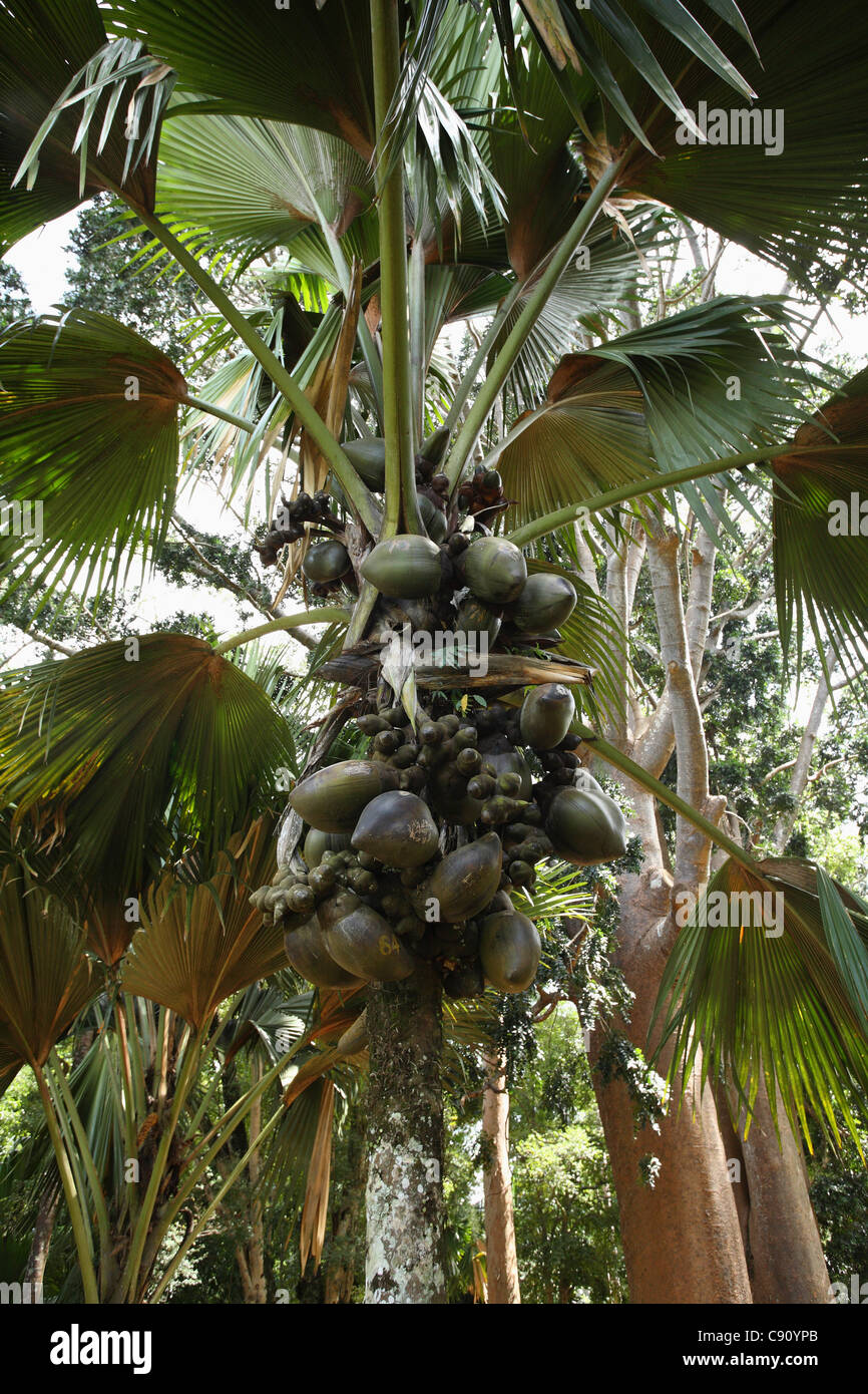 Palm oil tree hi-res stock photography and images - Alamy