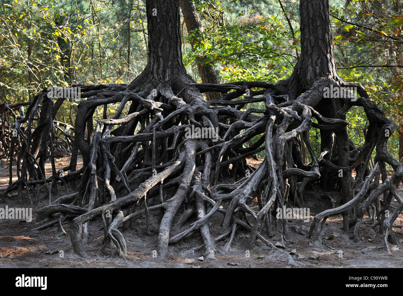 Exposed Trees High Resolution Stock Photography and Images - Alamy