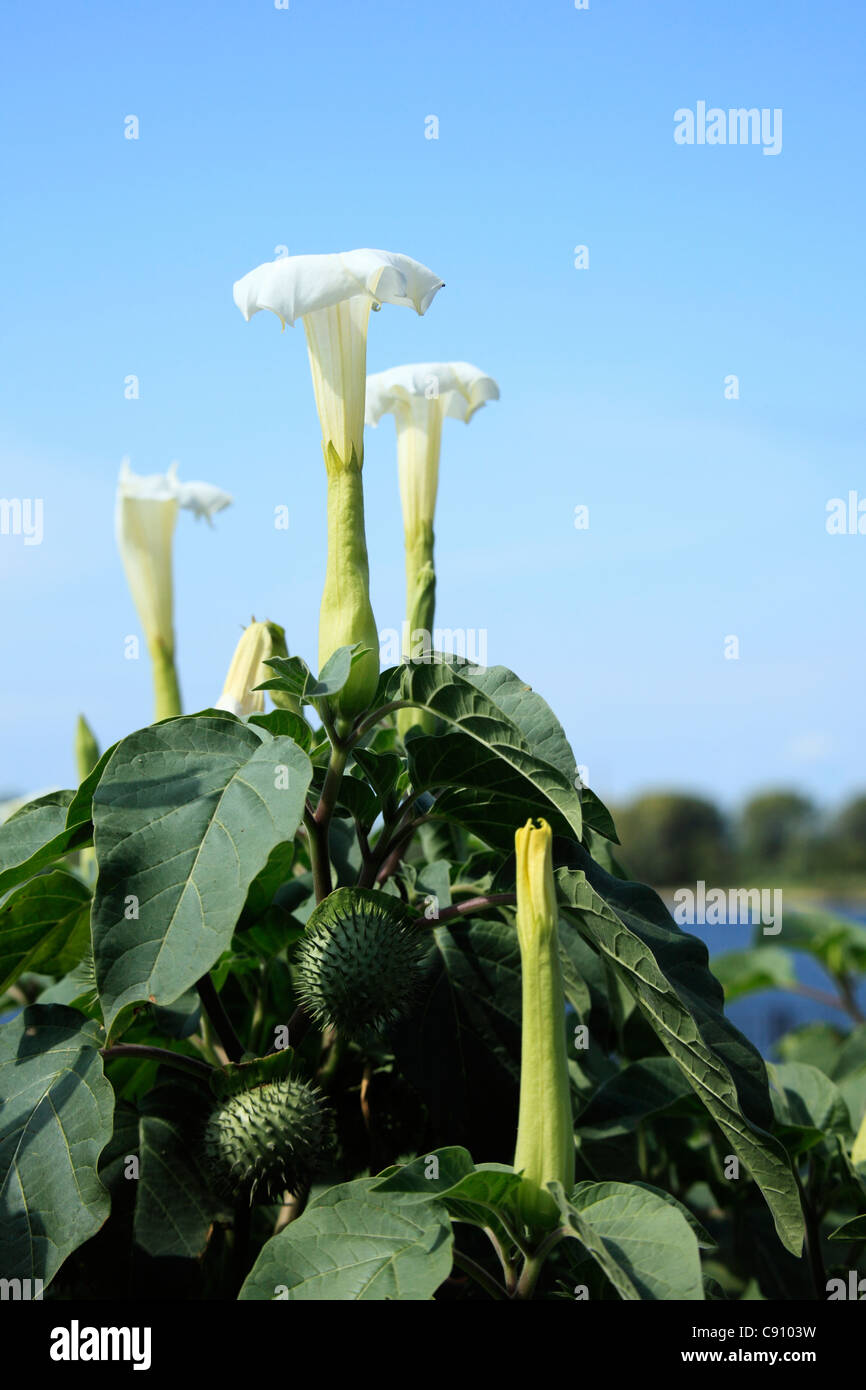 Russia. Kazan. Datura flowers. Datura is a genus of nine species of ...