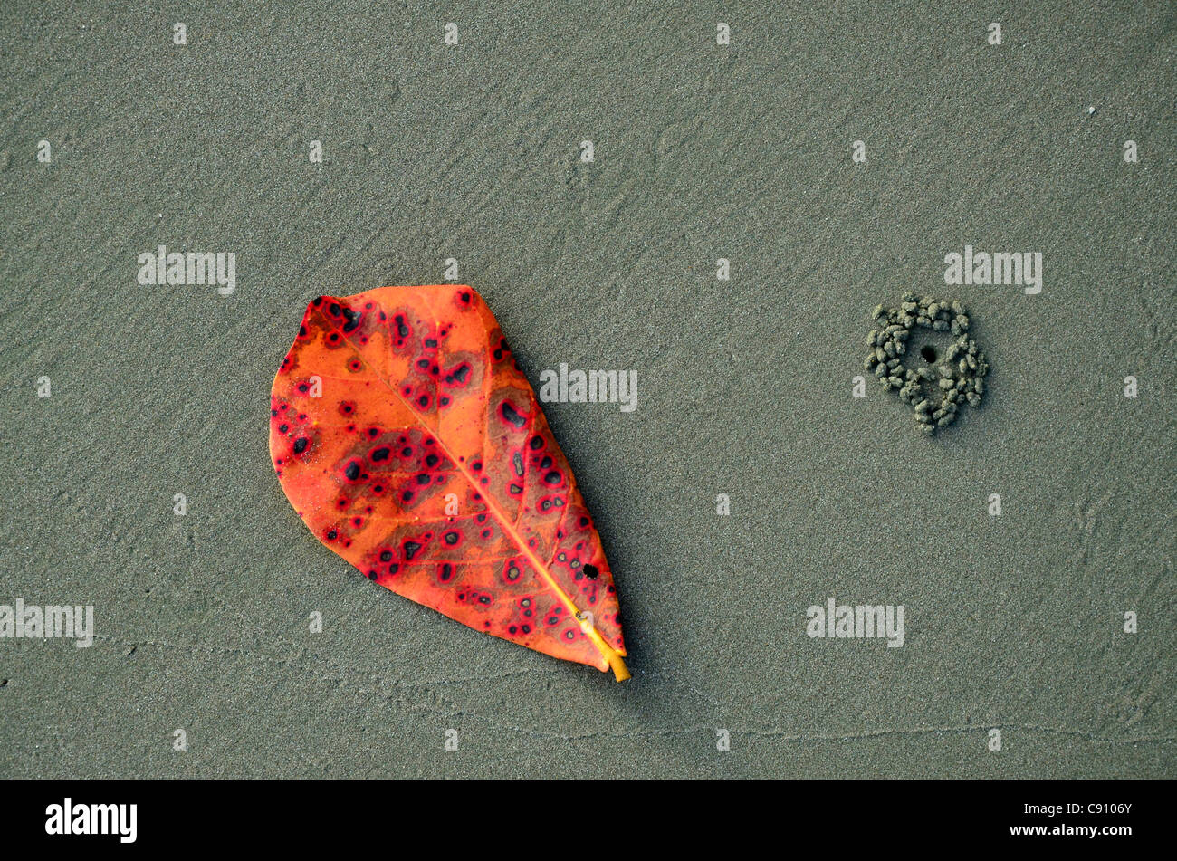 Red leaf on beach, Batanta Island, Raja Ampat islands near West Papua ...