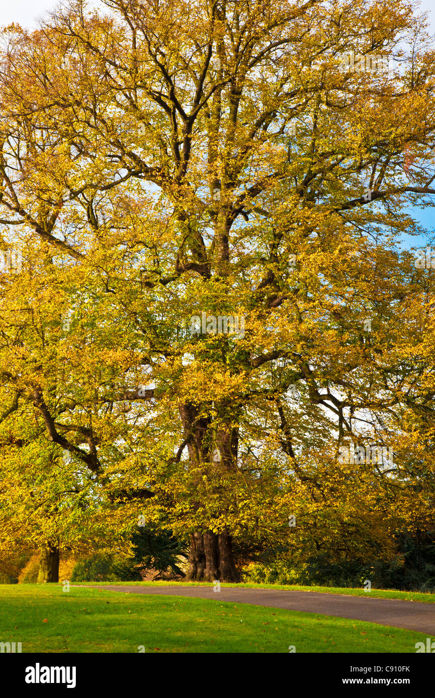 A beautiful autumn tree at Wollaton Park, Nottingham, Nottinghamshire ...