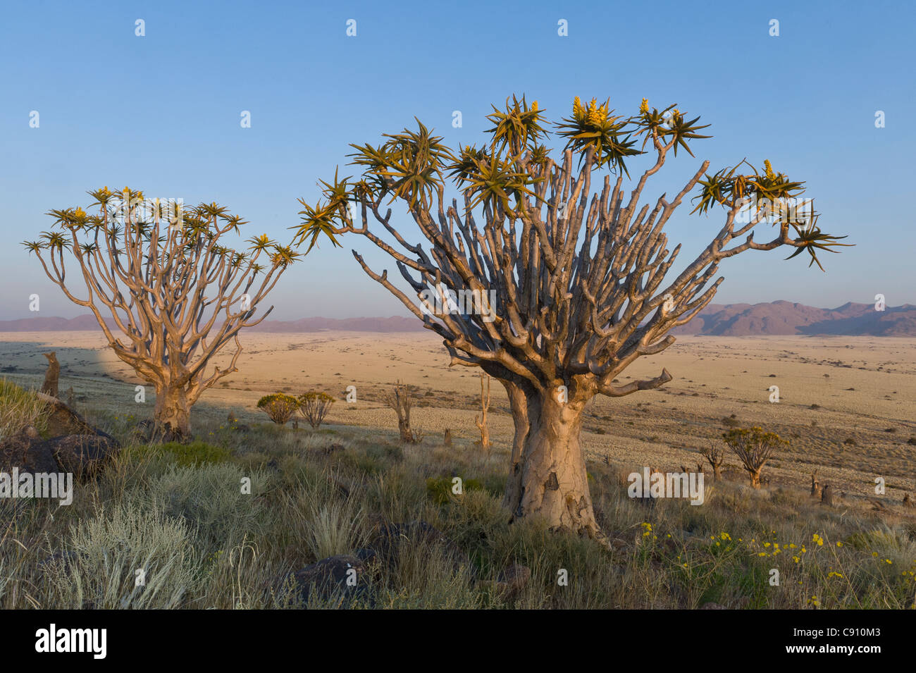 Flowering quiver trees hi-res stock photography and images - Alamy