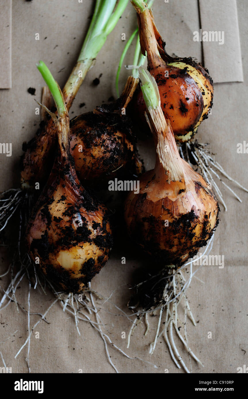Grow your own baby onions fresh from a London garden patio placed on a ...
