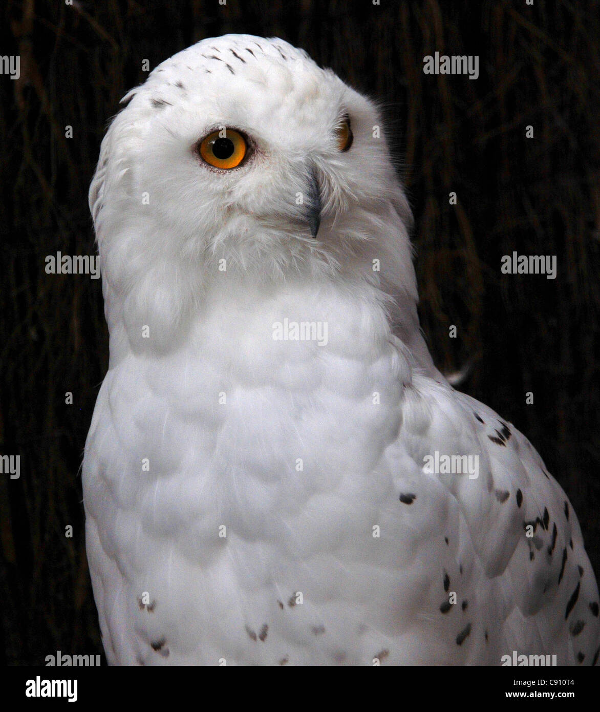 A SNOWY OWL AT BIRDWORLD, SURREY Stock Photo - Alamy