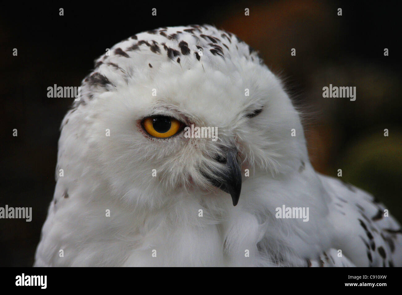 A SNOWY OWL AT BIRDWORLD, SURREY Stock Photo - Alamy
