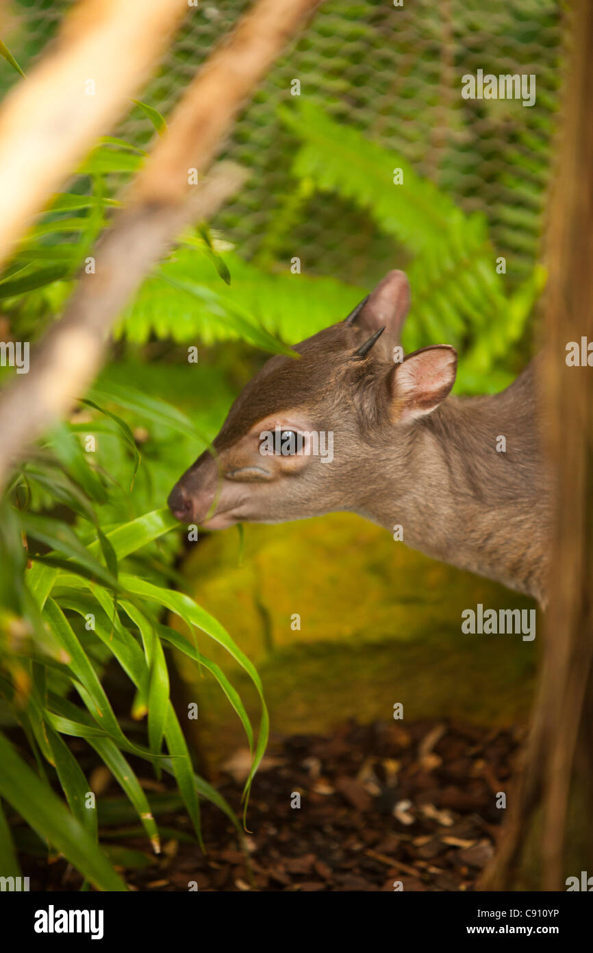 A Blue Duiker eating plants at Butterfly World in Klapmuts, South ...