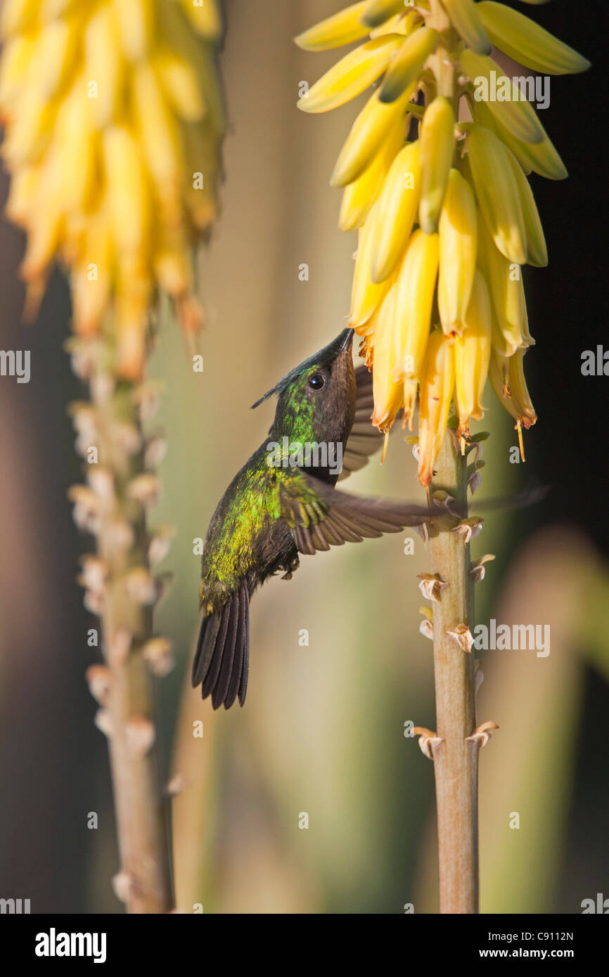 The Netherlands, Oranjestad, Sint Eustatius Island, Dutch Caribbean ...