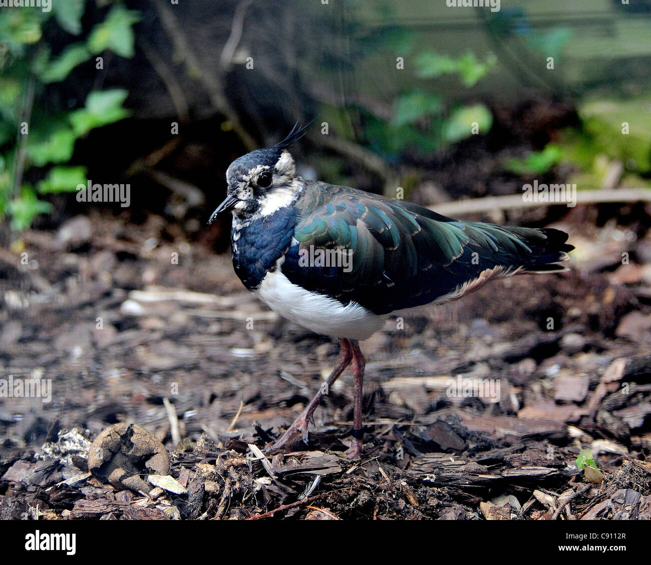 A LAPWIING (GREEN PLOVER) AT BIRDWORLD, SURREY Stock Photo - Alamy