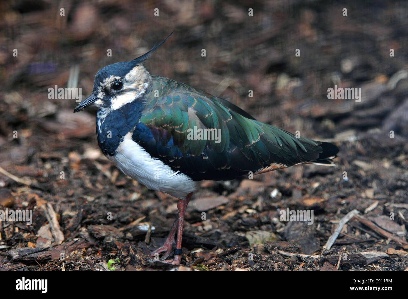 A LAPWIING (GREEN PLOVER) AT BIRDWORLD, SURREY Stock Photo - Alamy