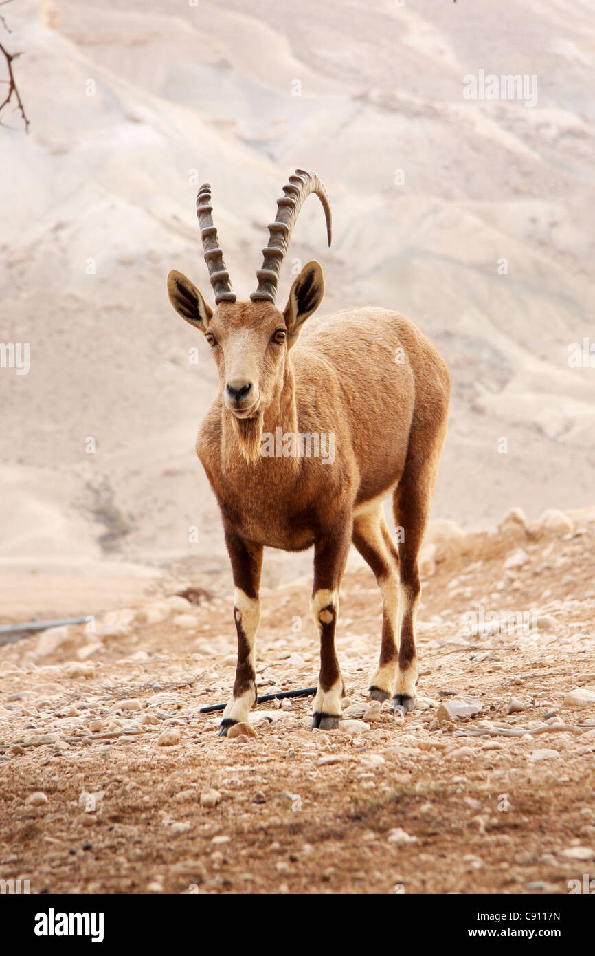 Israeli deer hi-res stock photography and images - Alamy