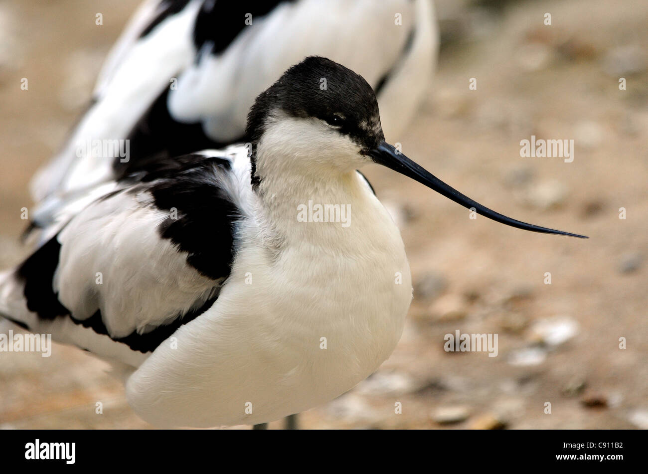 AVOCET AT BIRDWORLD, SURREY Stock Photo - Alamy
