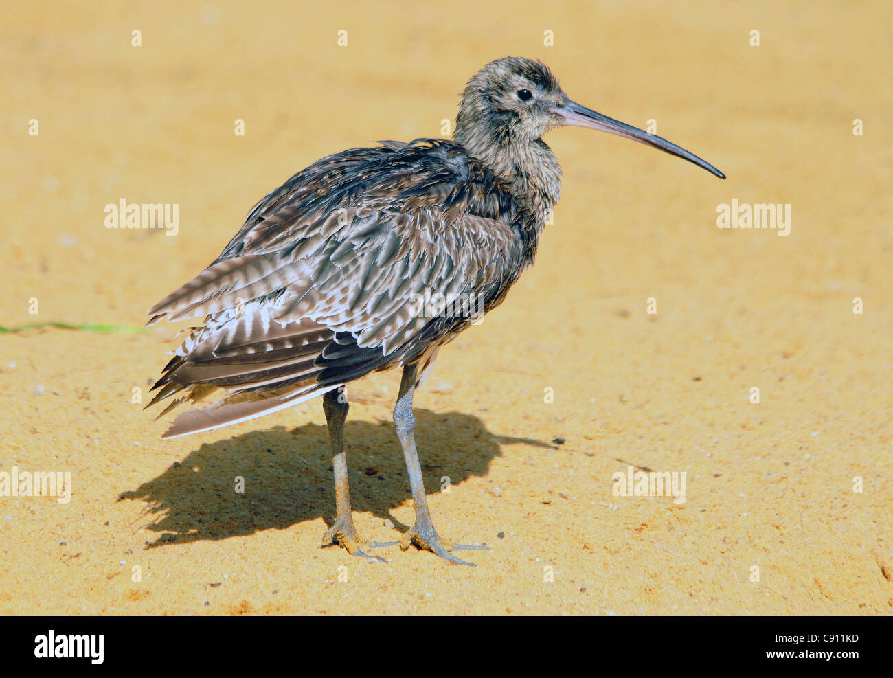 A EUROPEAN CURLEW DRIES ITSELF AFTER A BATH Stock Photo - Alamy