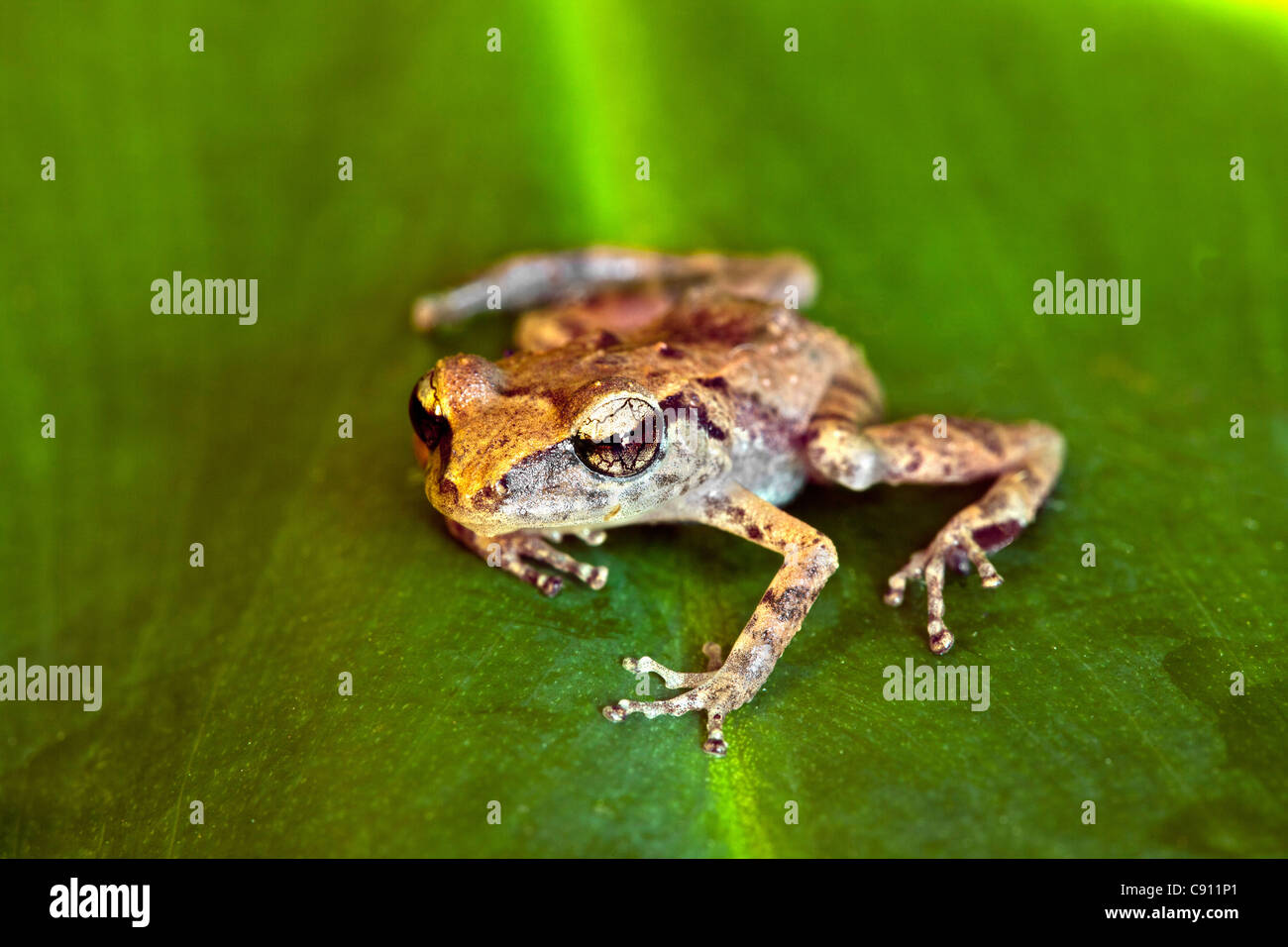 Netherlands, Windwardside, Saba Island, Dutch Caribbean. Whistling Tree ...