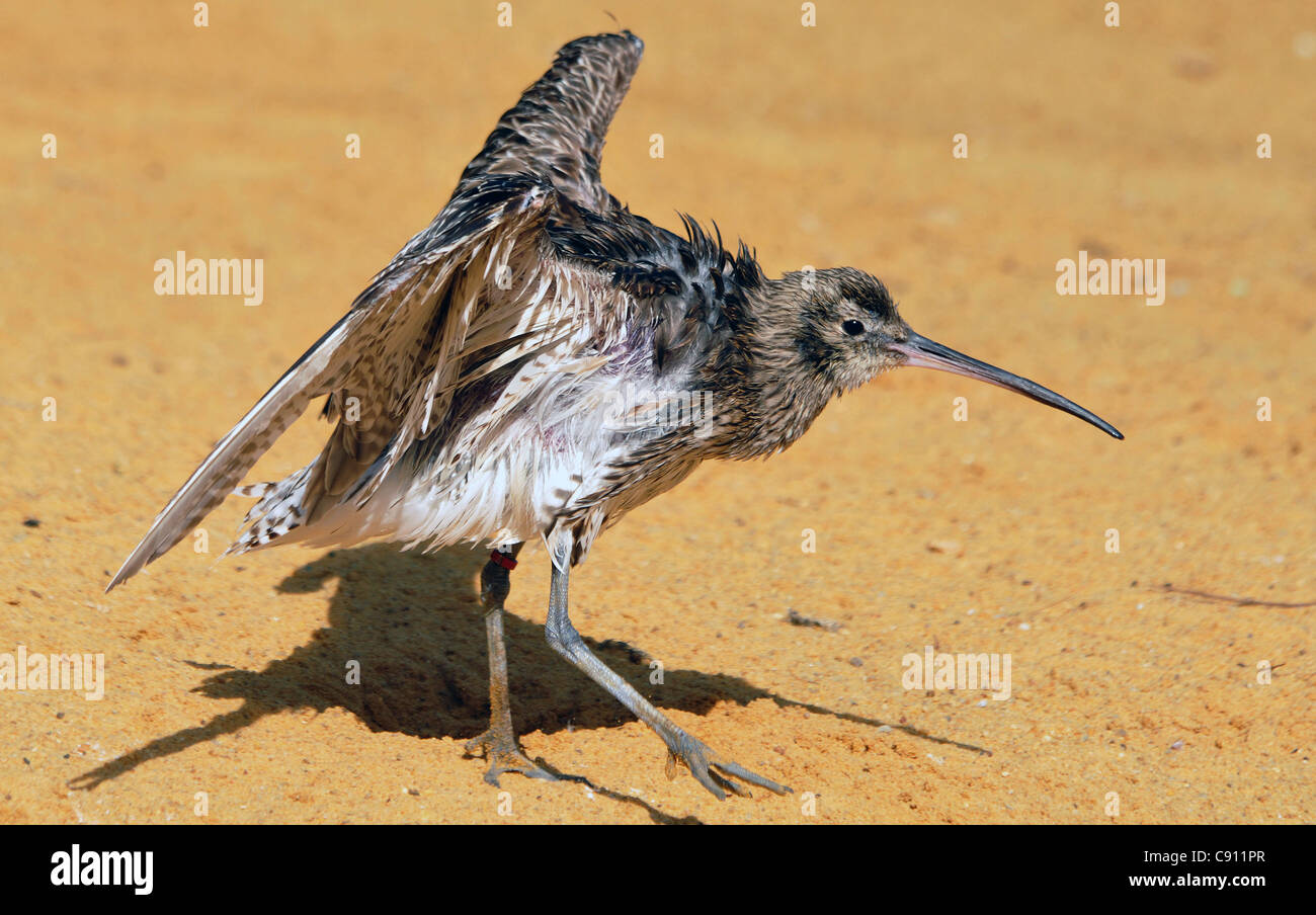 A EUROPEAN CURLEW DRIES ITSELF AFTER A BATH Stock Photo - Alamy