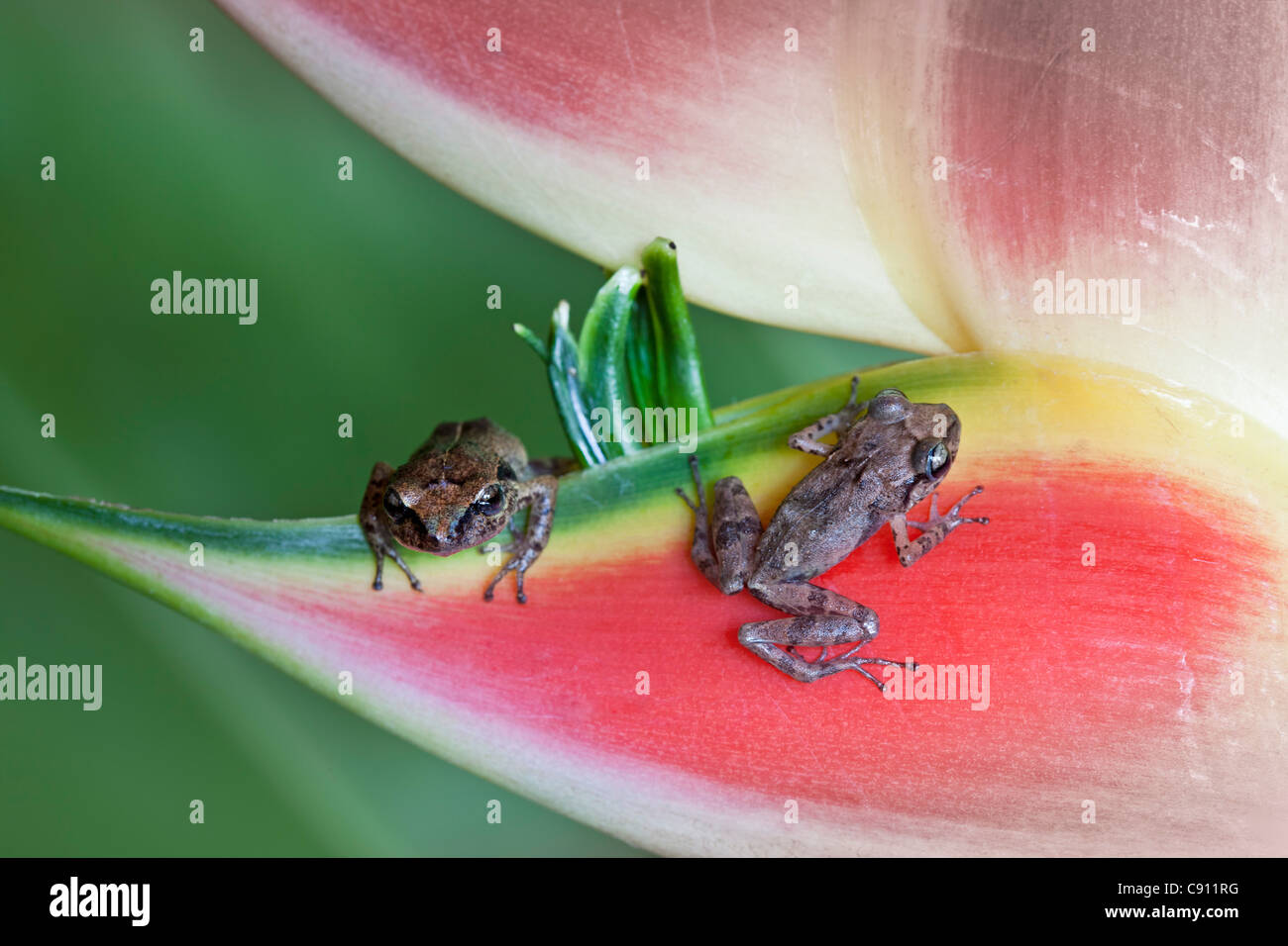 Netherlands, Windwardside, Saba Island, Dutch Caribbean. Whistling Tree ...