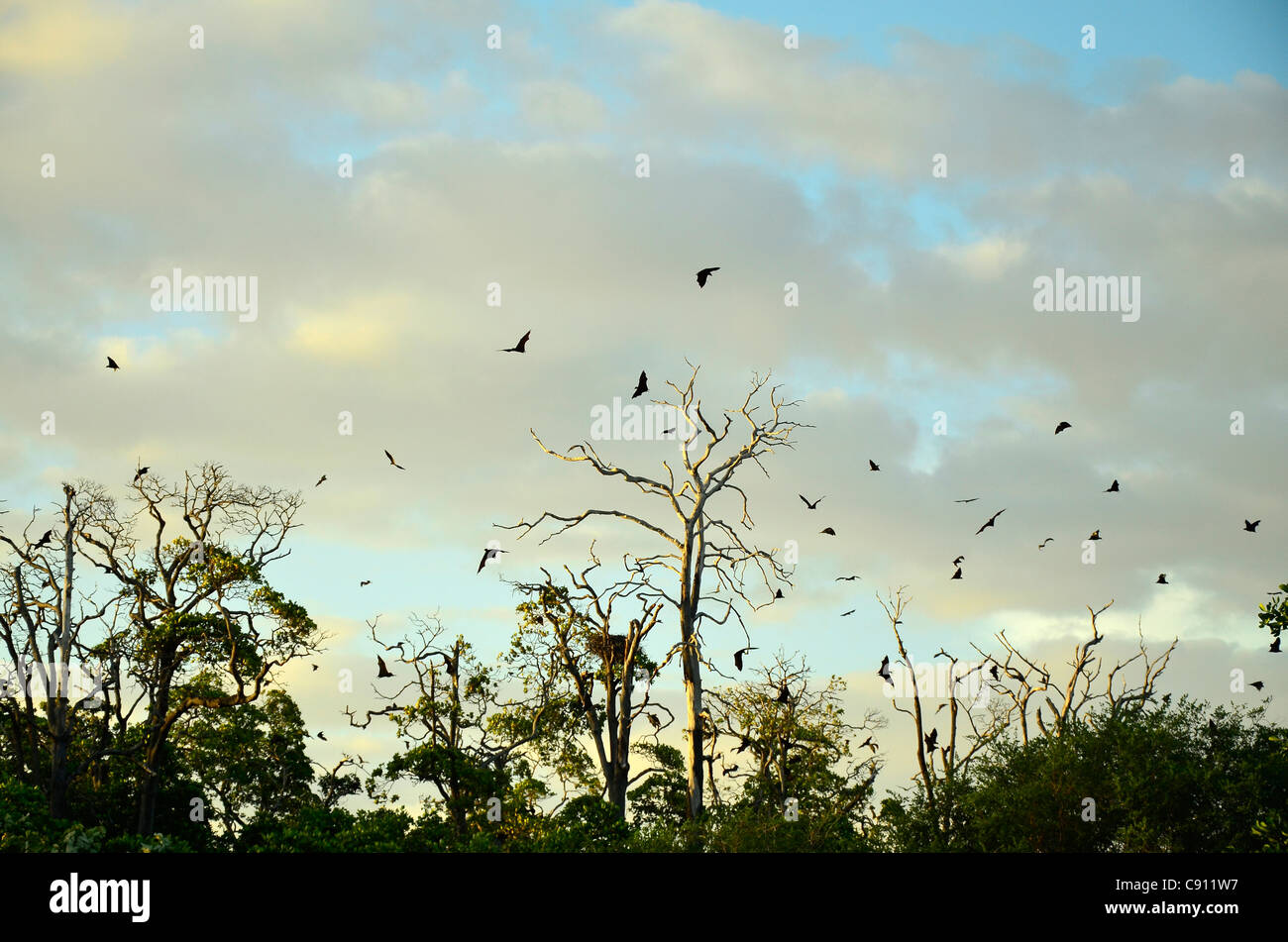 Flying Foxes -- large bats -- live on Bat Island, Raja Ampat islands ...