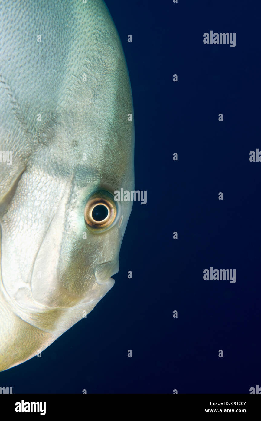 Batfish australia hi-res stock photography and images - Alamy