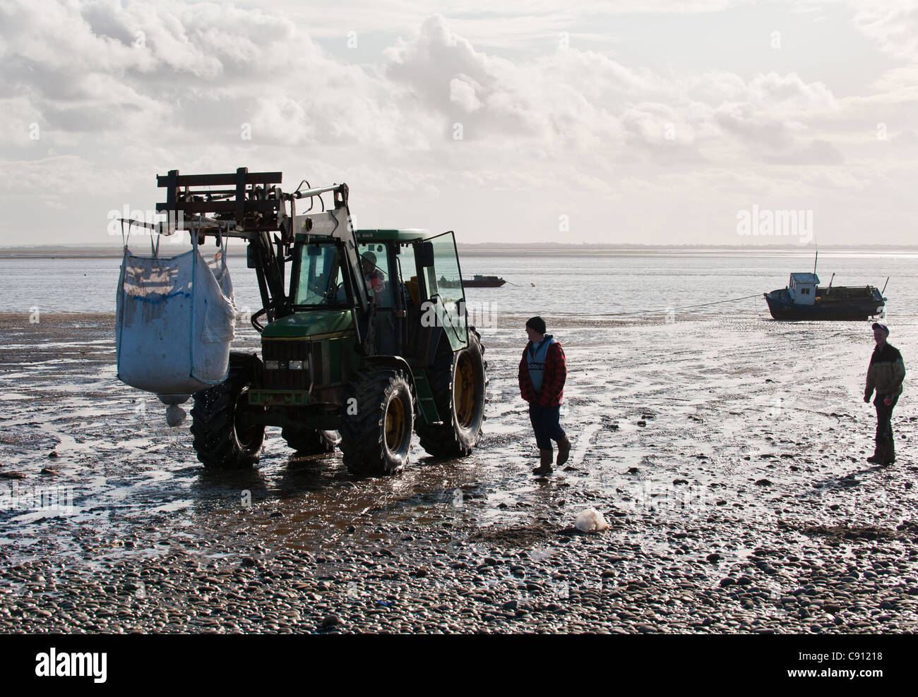 Cockling on the Ribble Estuary Stock Photo - Alamy