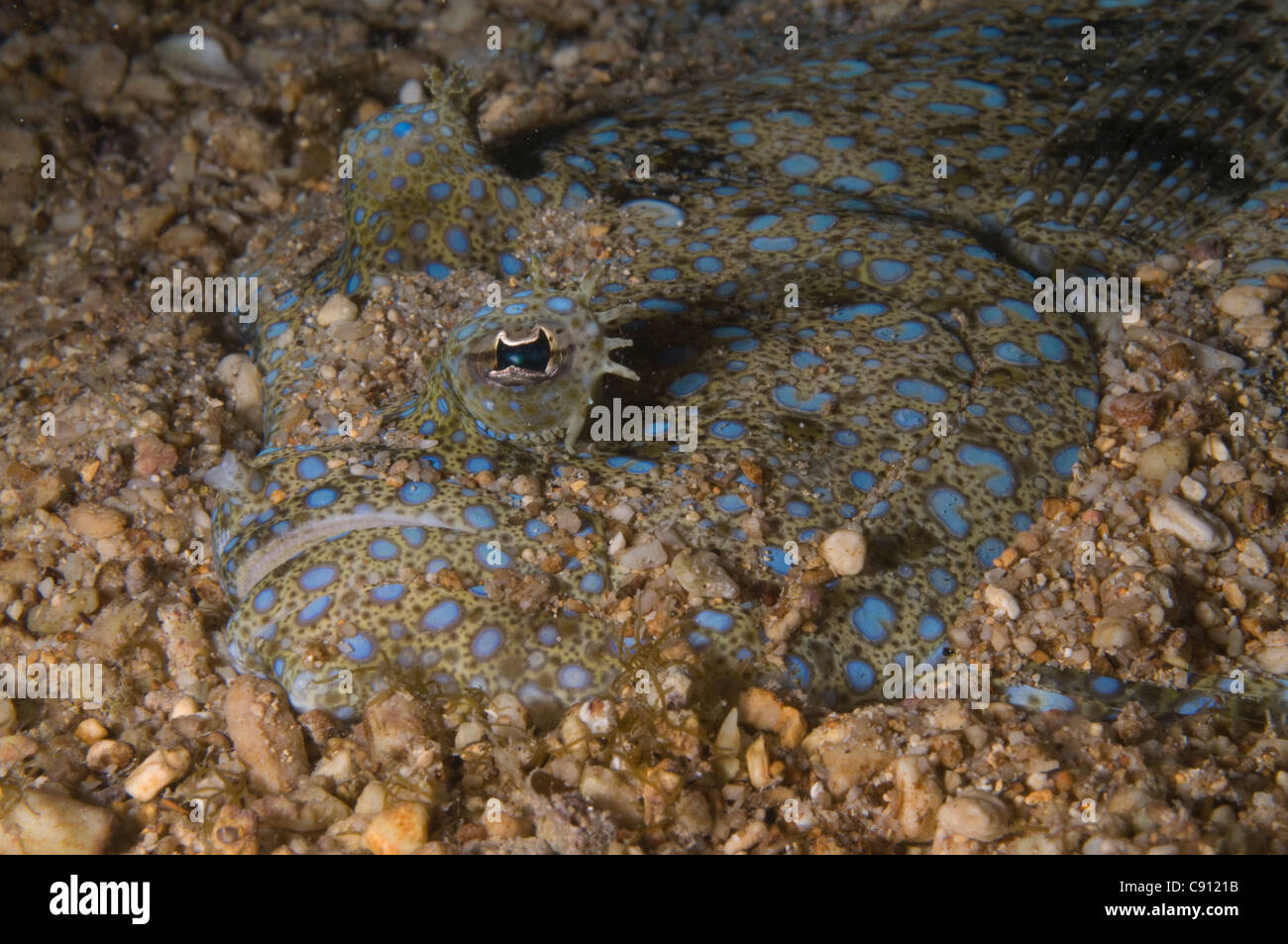 Peacock Flounder, Bothus mancus, in sand, Flying Fish Cove Beach dive ...