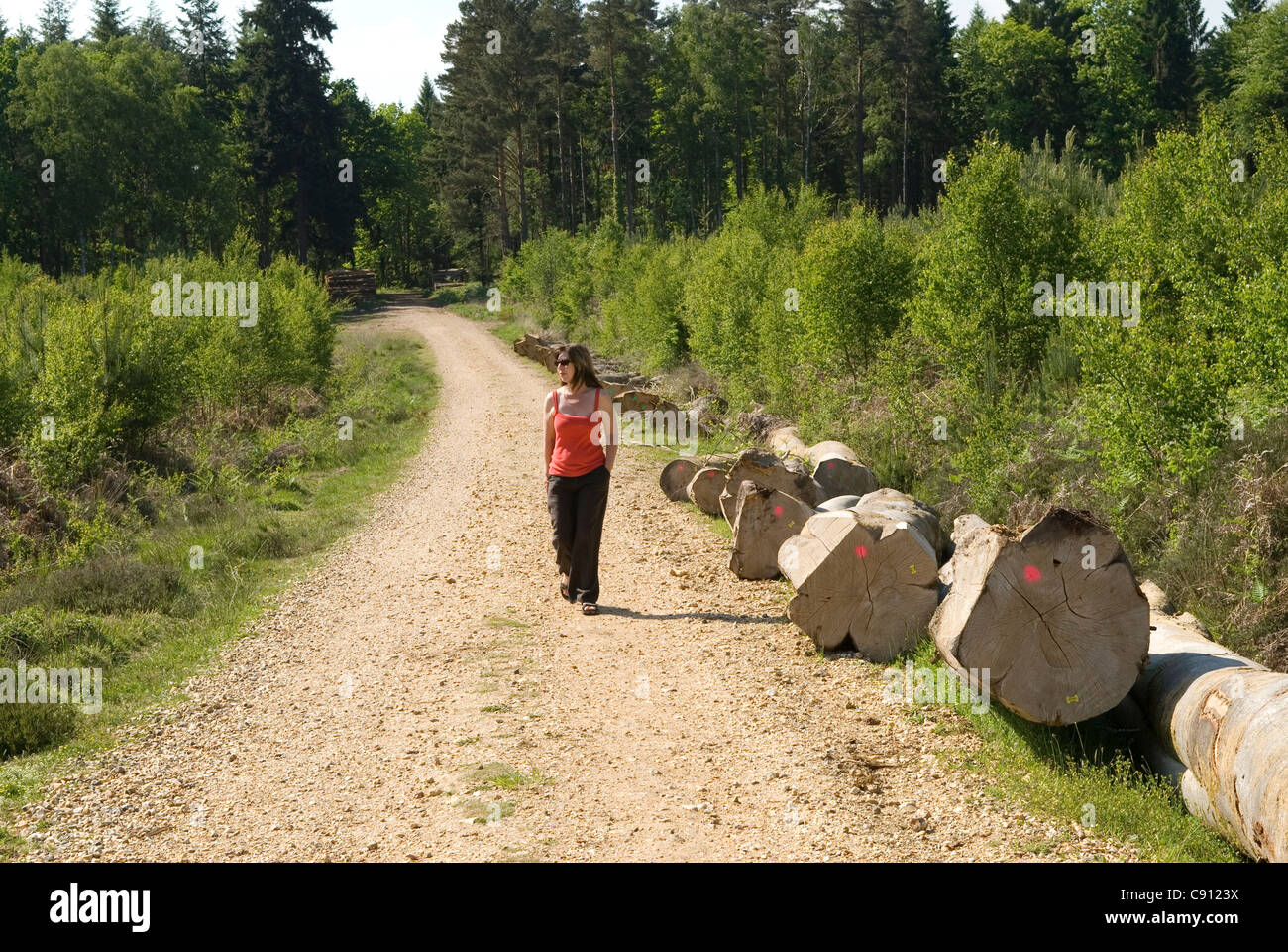 The New Forest national park is a historic area of ancient woodland in ...