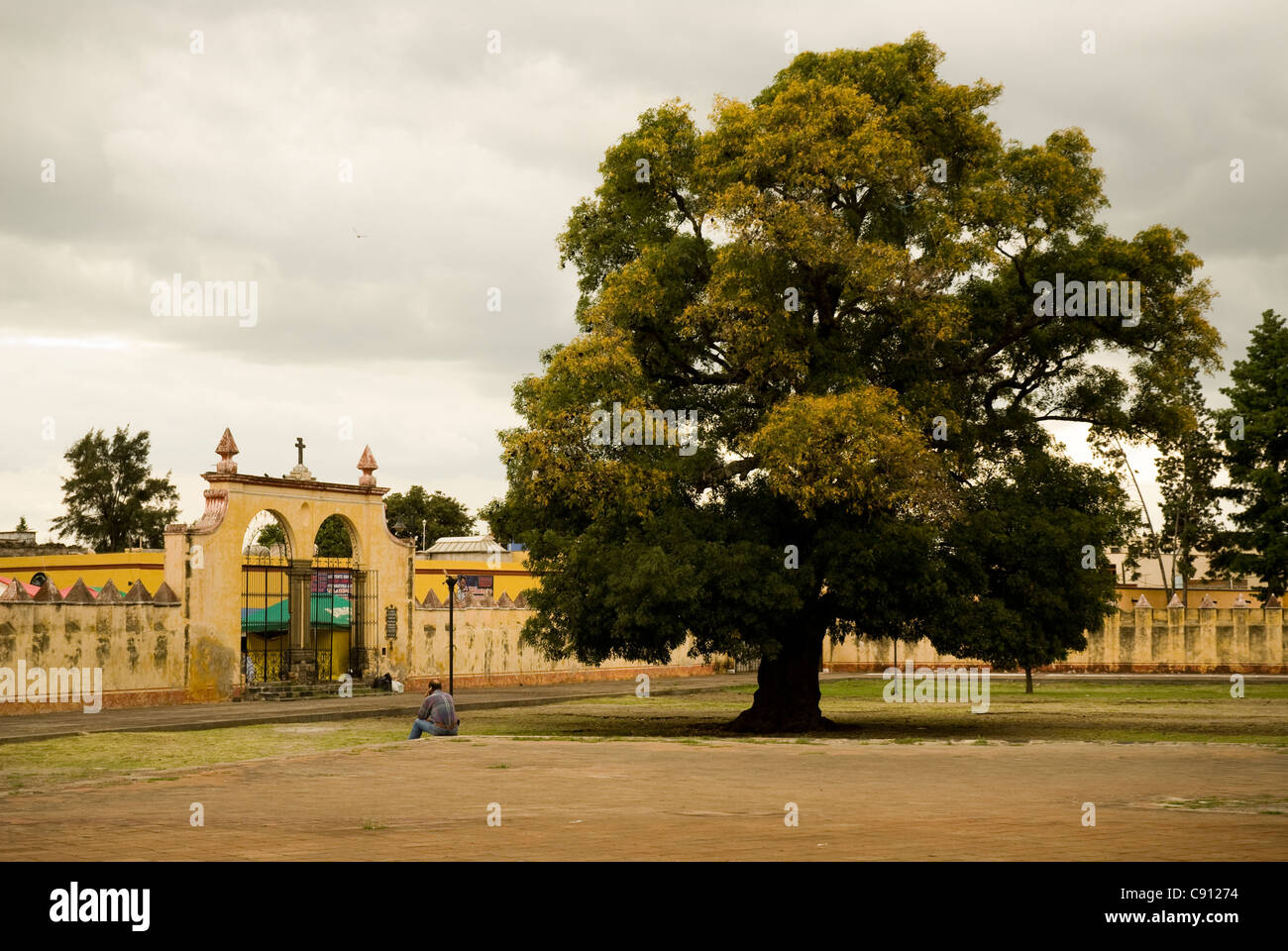 Man beside big tree hi-res stock photography and images - Alamy