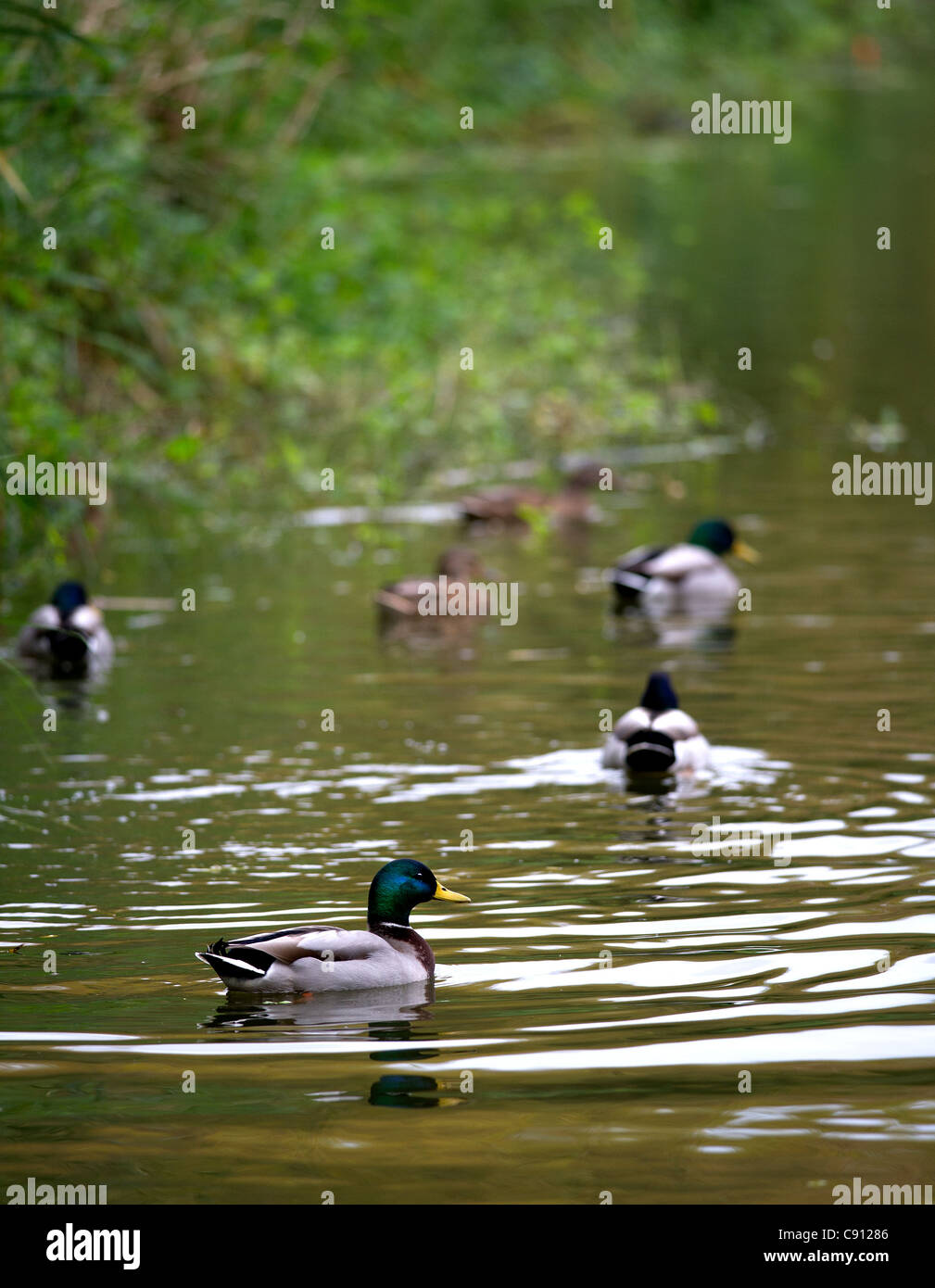 Mallard Ducks on a lake Stock Photo - Alamy