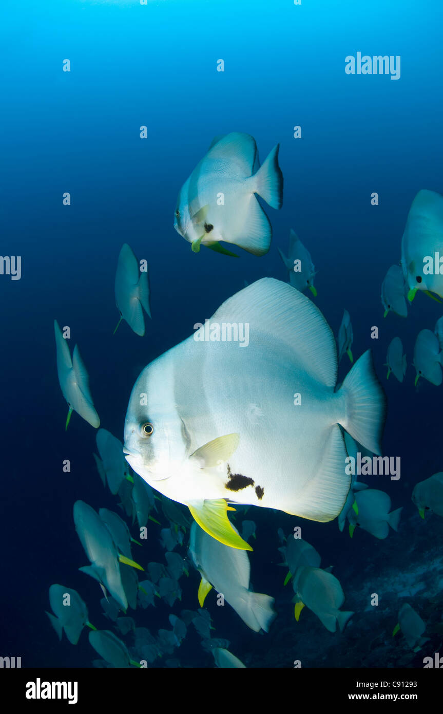 Large school of Longfin Batfish, Platax teira, Thundercliff dive site ...