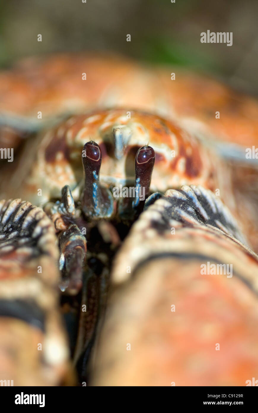 Robber Crab, Birgus latro, Vulnerable, Christmas Island, Australia ...