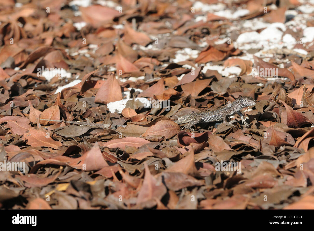 This lizard which is endemic to the region is seen in Los Roques ...