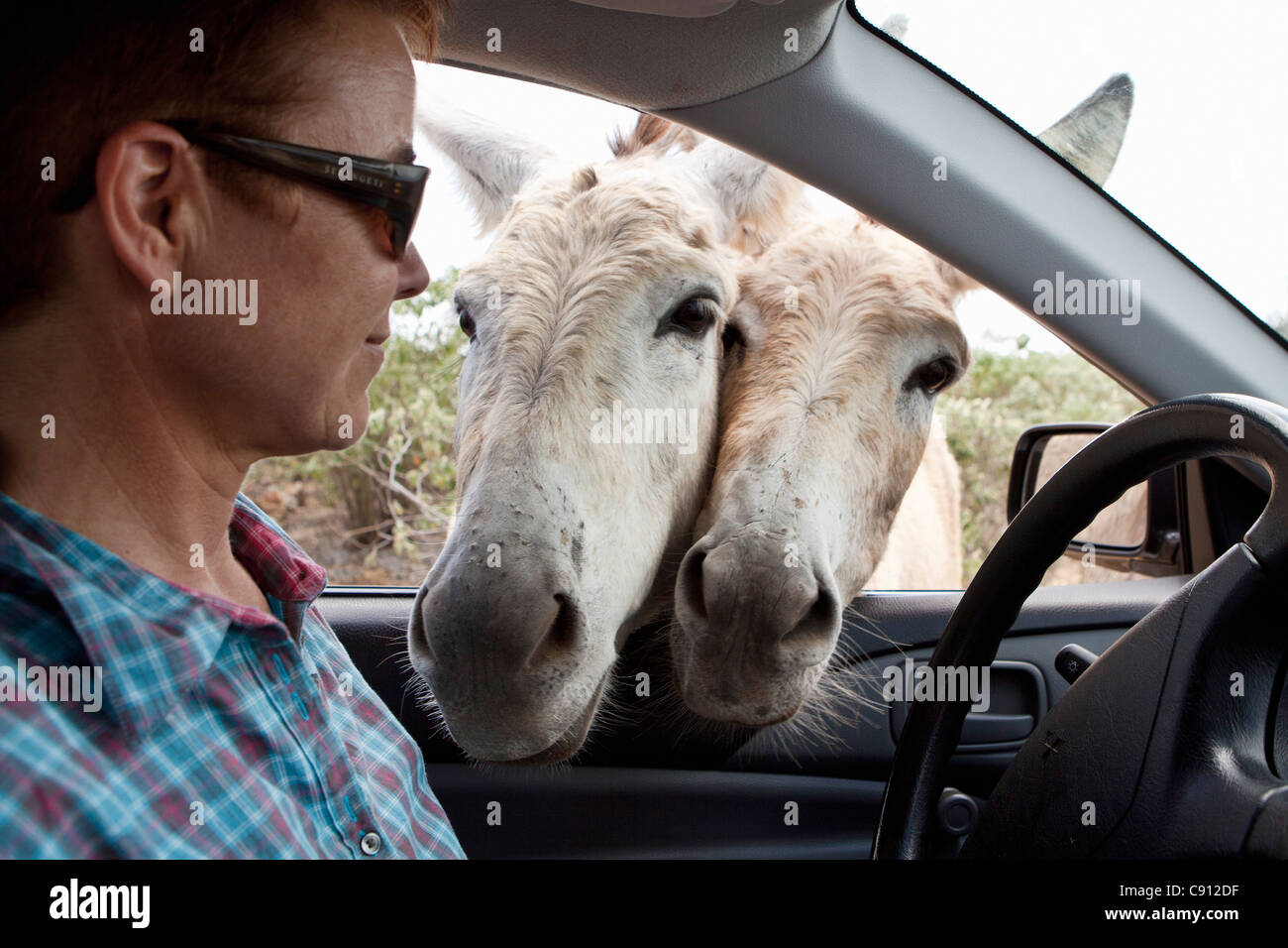 The Netherlands, Bonaire Island, Dutch Caribbean, Kralendijk, Donkey ...