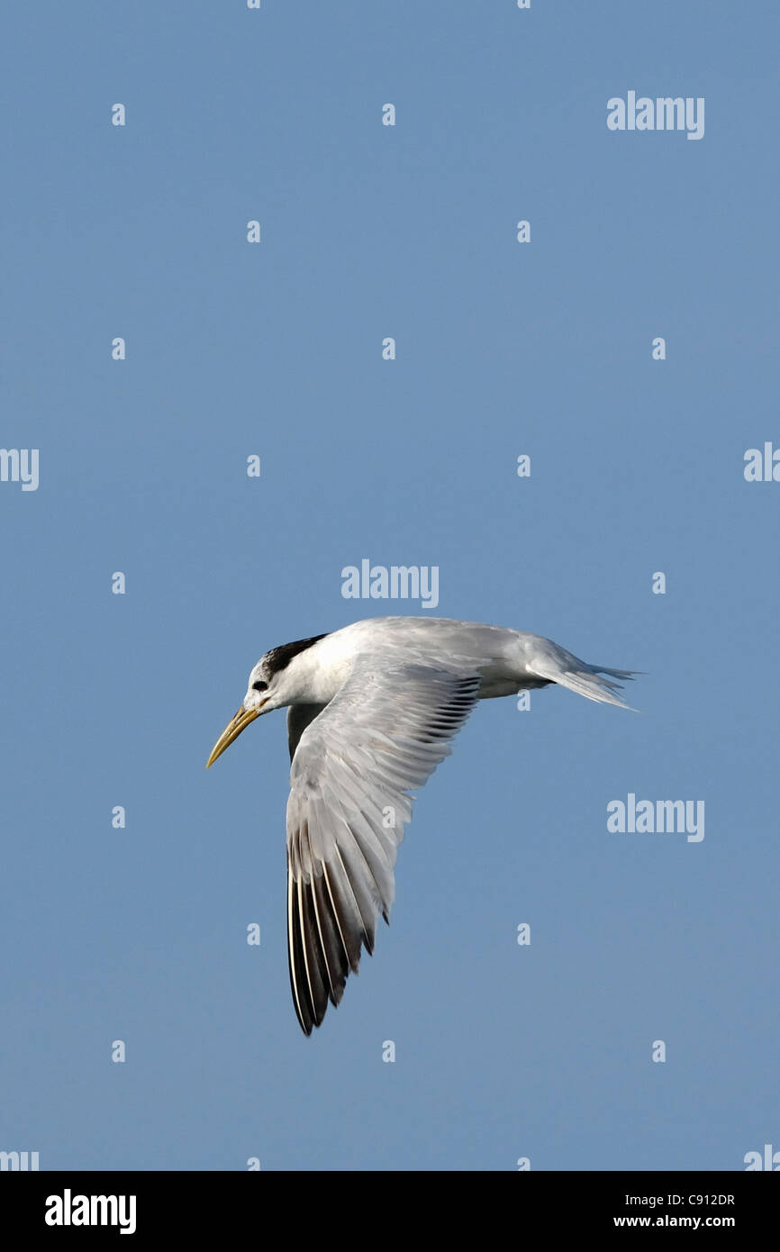 Largest tern species hi-res stock photography and images - Alamy