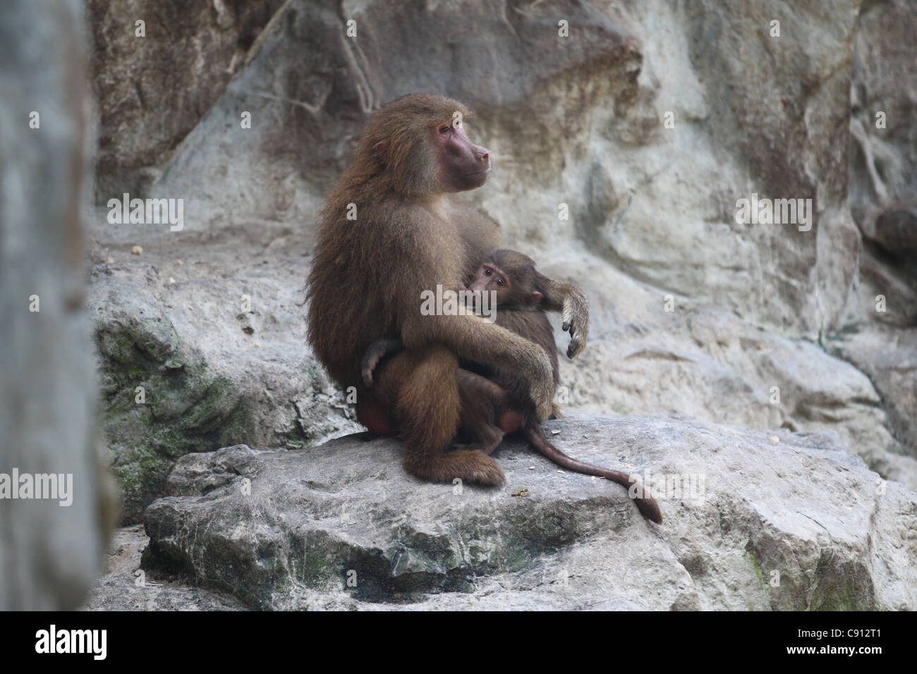 Monkeys hugging hi-res stock photography and images - Alamy