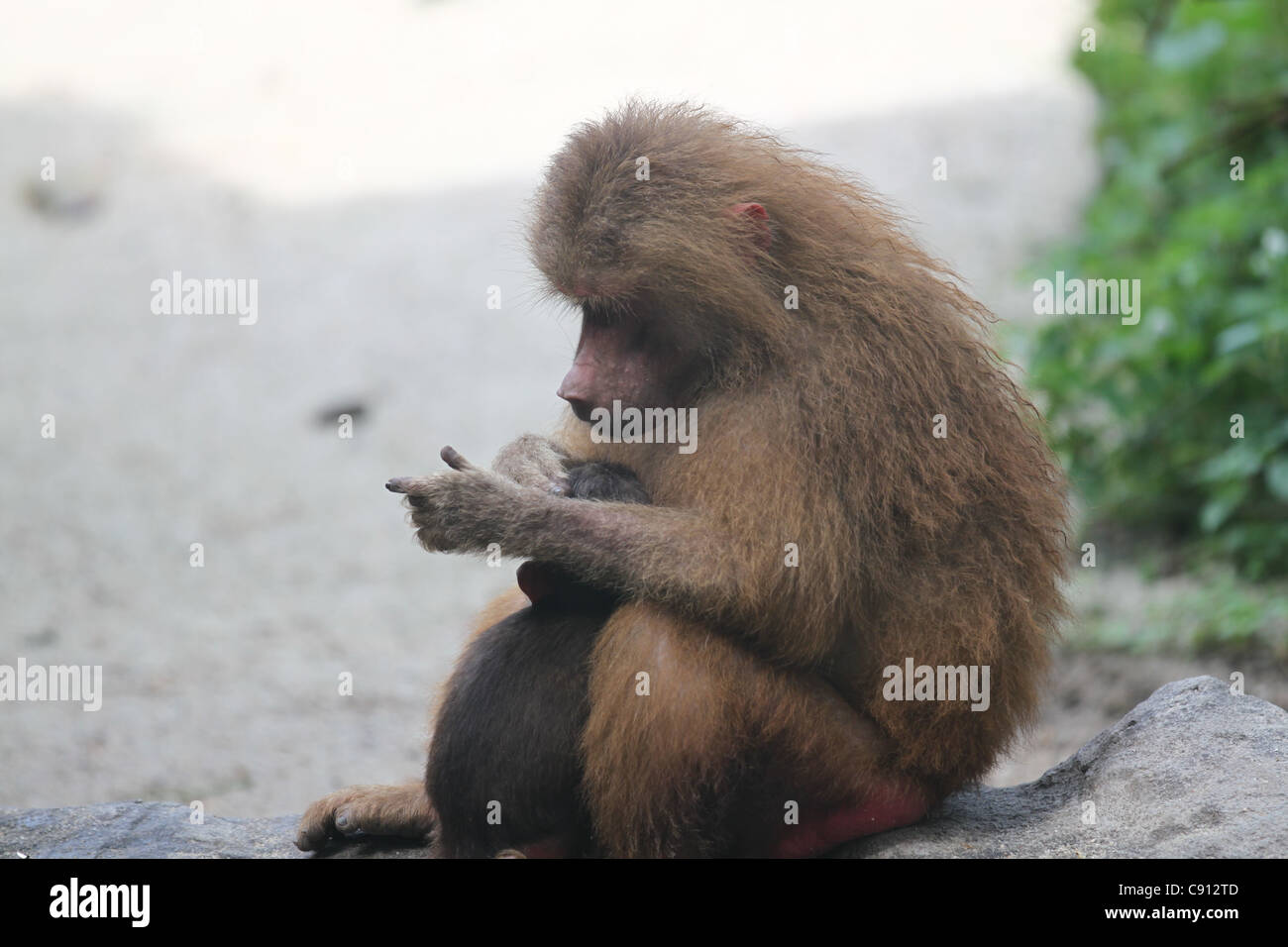 Monkeys picking bugs hi-res stock photography and images - Alamy