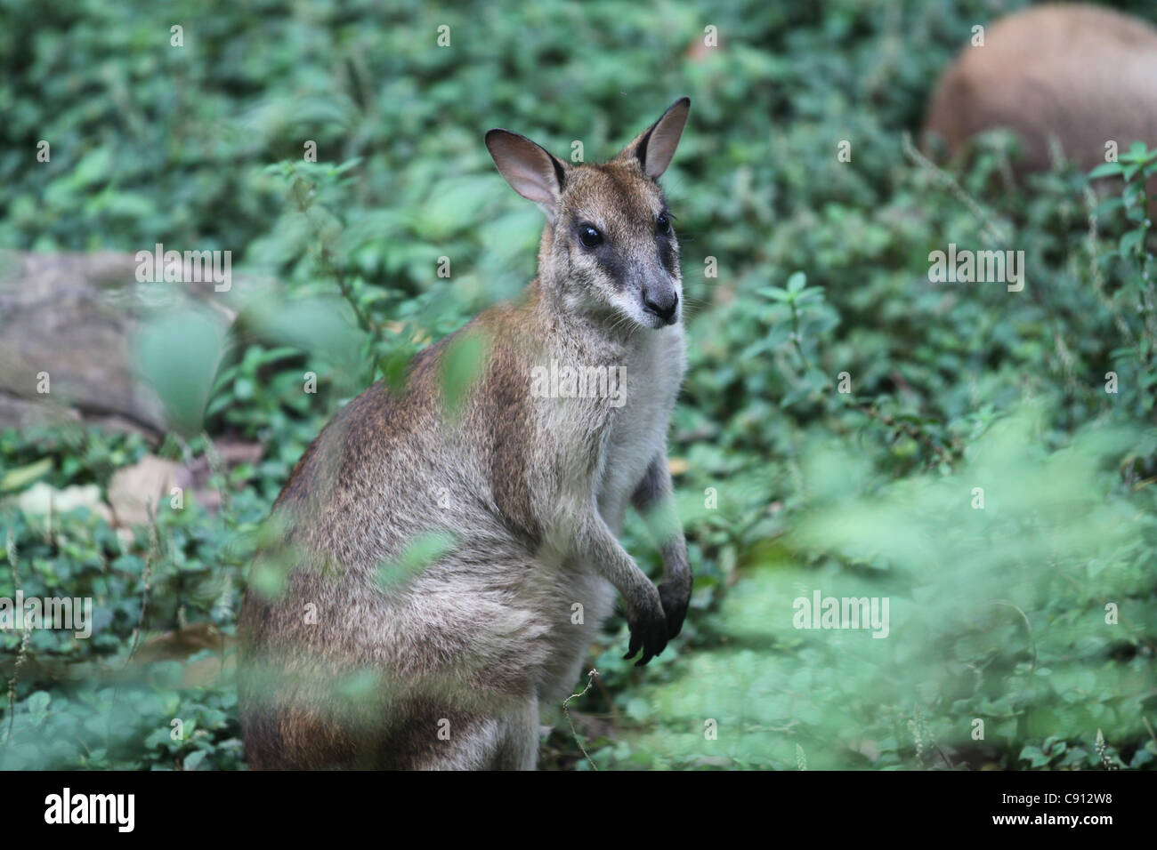 Wallaby standing in green foliage Stock Photo - Alamy